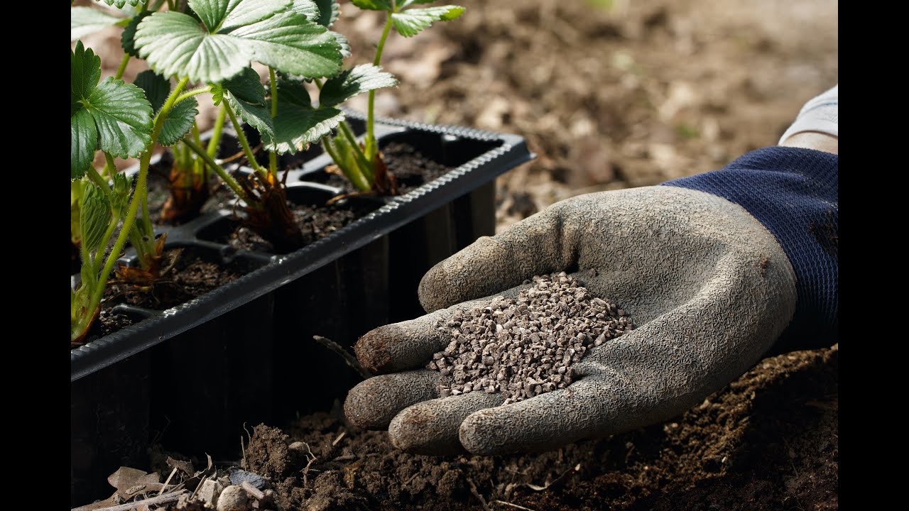 Ivan Hričovský: ŽE SA NEMAJÚ PRI VÝSADBE JAHÔD PRIDÁVAŤ UMELÉ HNOJIVÁ ...
