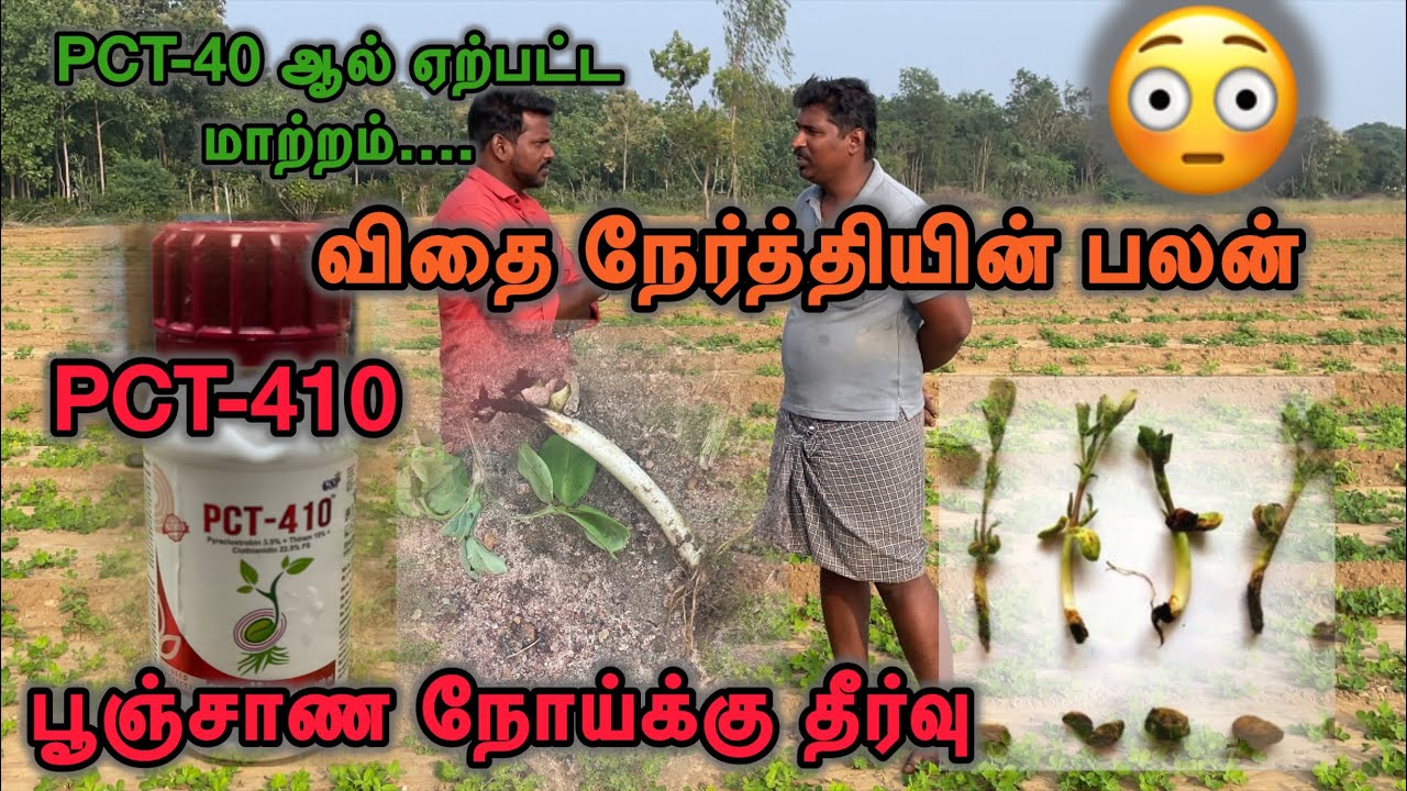 நிலக்கடலை சாகுபடியில் பூஞ்சை நோய் பாதிப்பு / விவசாயின் அனுபவம் / PCT ...
