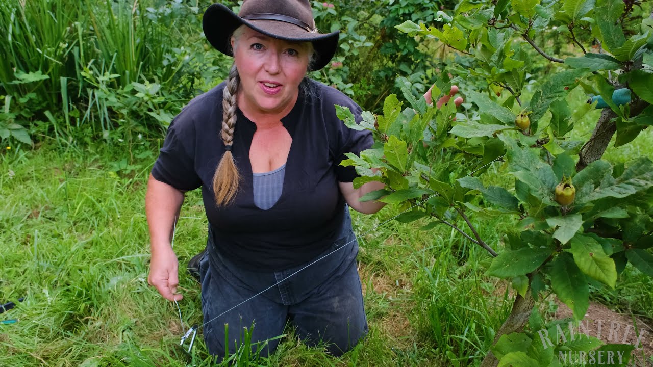 Raintree Nursery Guide to Tree Staking - YouTube