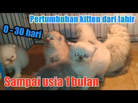 Pertumbuhan anak kucing dari lahir sampai 30 hari - YouTube