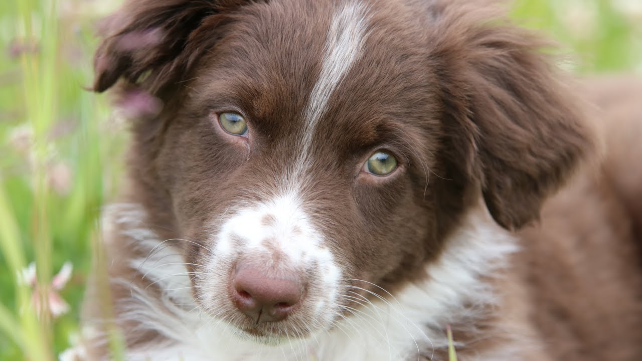 9 weeks old Australian Shepherd puppy Ötö - YouTube