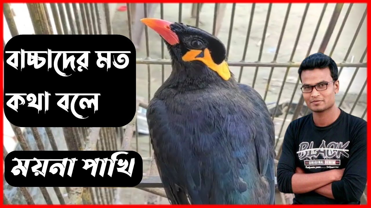 কথা বলা ময়না পাখি। how to speak a bird। amazing talking a bird। moyna ...