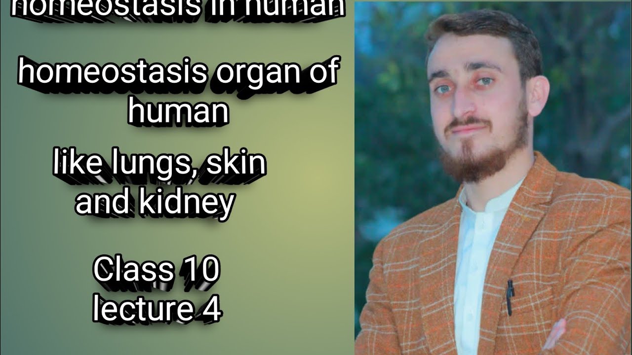 homeostasis in human class 10 biology..# study with ikram # lecture 4 ...