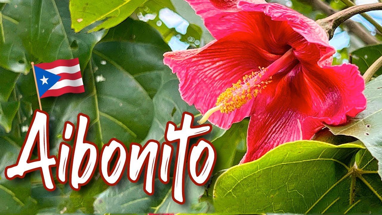 Aibonito, Puerto Rico’s Flower Capitol - YouTube