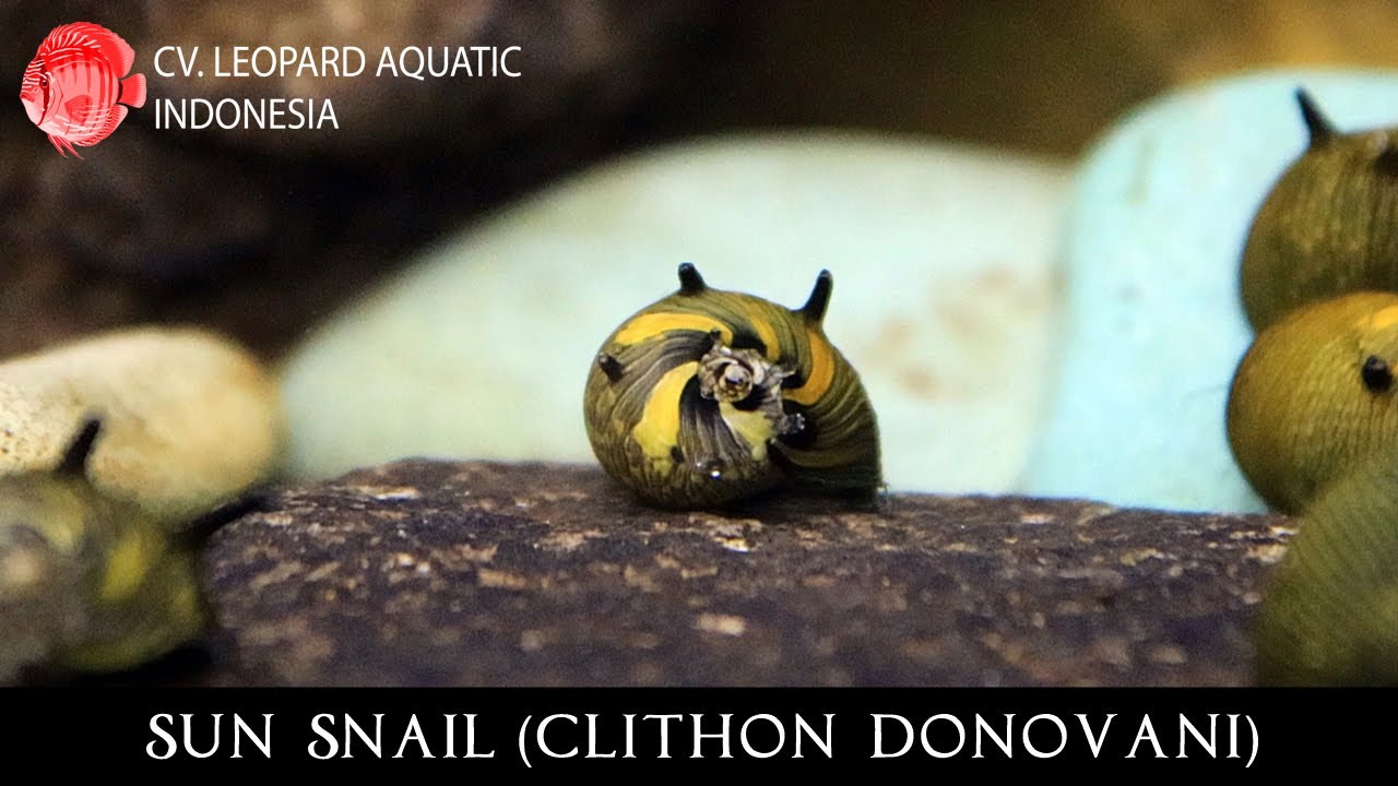 Clithon donovani. The BRIGHTEST Sun snail! (Leopard Aquatic W006A ...