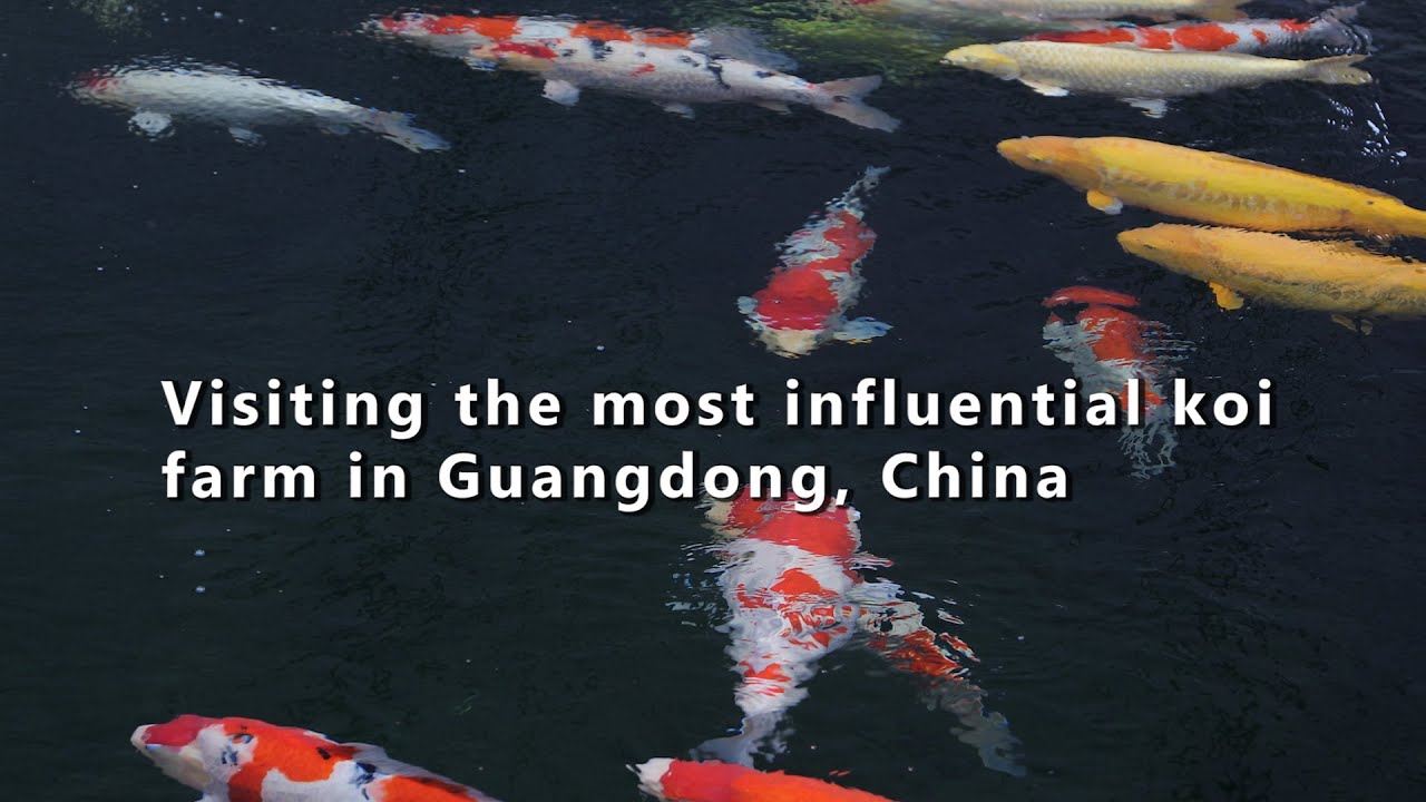 Visiting the most influential koi farm in Guangdong China - YouTube