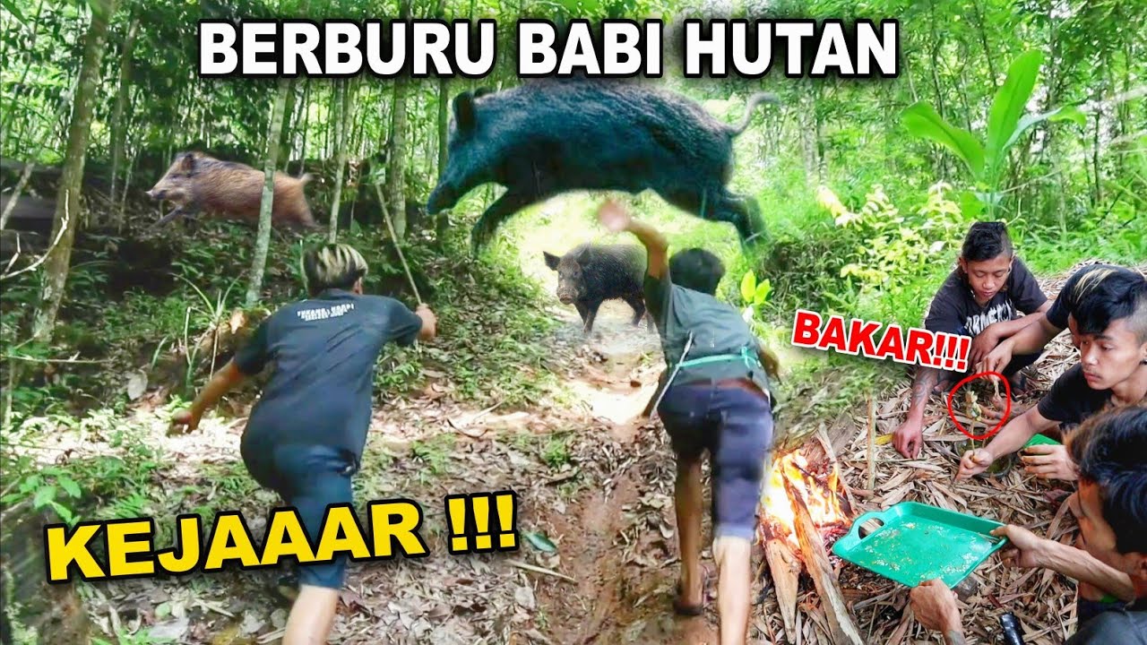 BABI HUTAN TURUN GUNUNG!! KEJAR TERUS BAK4R - YouTube