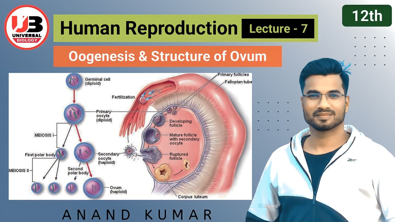Human Reproduction L-7 | Class-12 | Oogenesis | Structure of Ovum ...