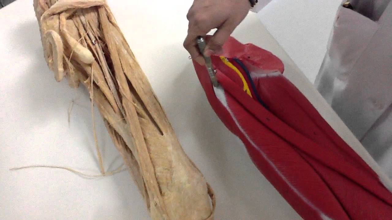 M Block:Anatomy lower limb Muscles part 1 - YouTube