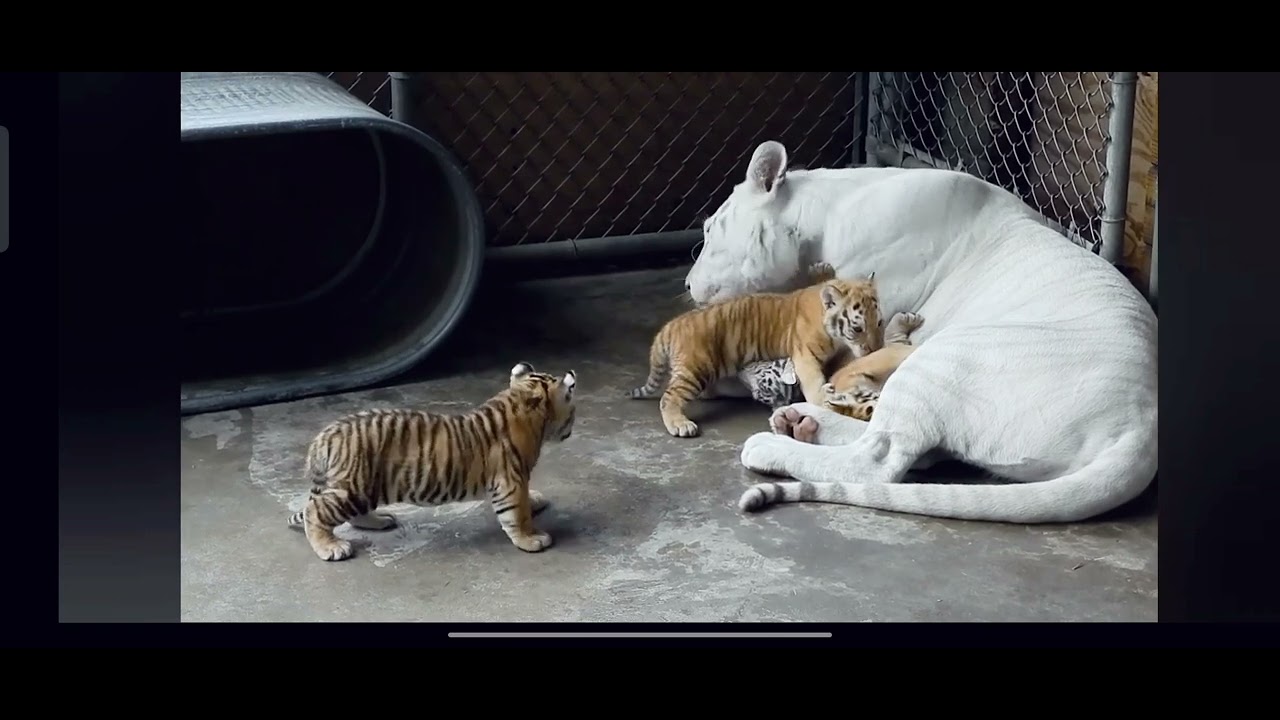 tiger tiger 🐅 - YouTube