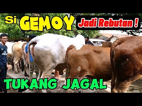 Sapi GEMOY Jadi Rebutan Tukang Jagal | Sapi PO Super Gemuk - YouTube