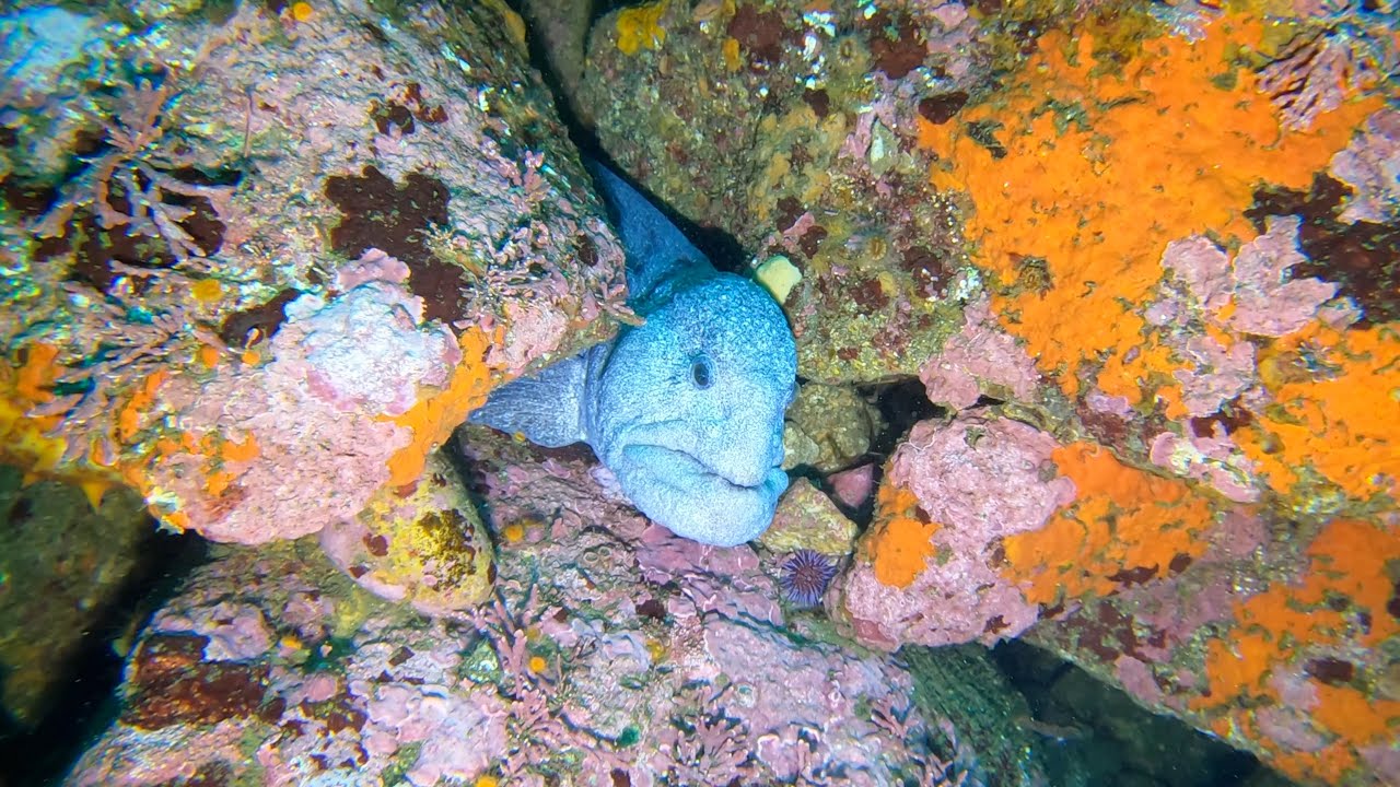 Kelp Forest Scuba Diving at North Monastery, Monterey, California - YouTube