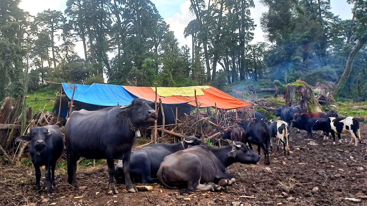 Most Peaceful and Relaxing Natural Mountain Village Life | Living With ...