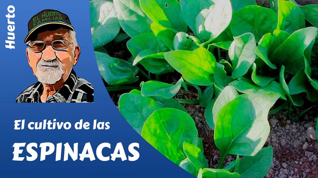 𝗘𝗦𝗣𝗜𝗡𝗔𝗖𝗔: El cultivo completo de la espinaca. - YouTube