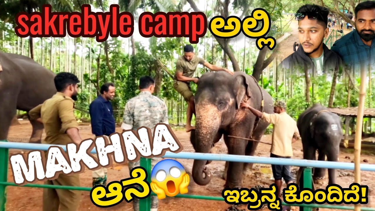 Sakrebyle elephant camp | shimoga | makhna elephant | Newly captured ...