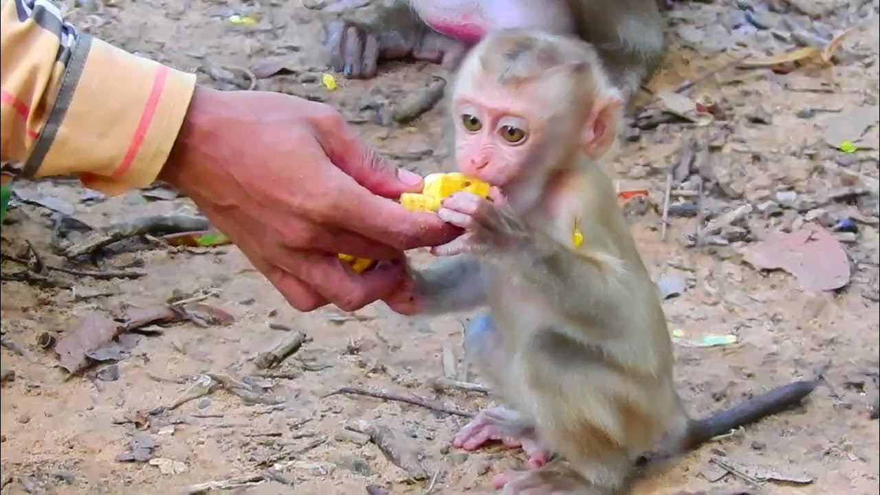 Time to feed monkey Look, all the monkeys are so happy when they have ...