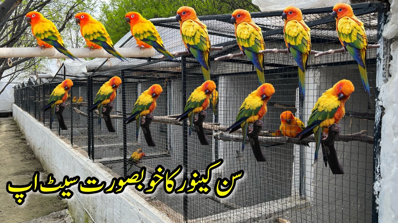 Sun Conure Breeding Setup | Sun Conure Setup | Biggest Sun Conure Setup ...