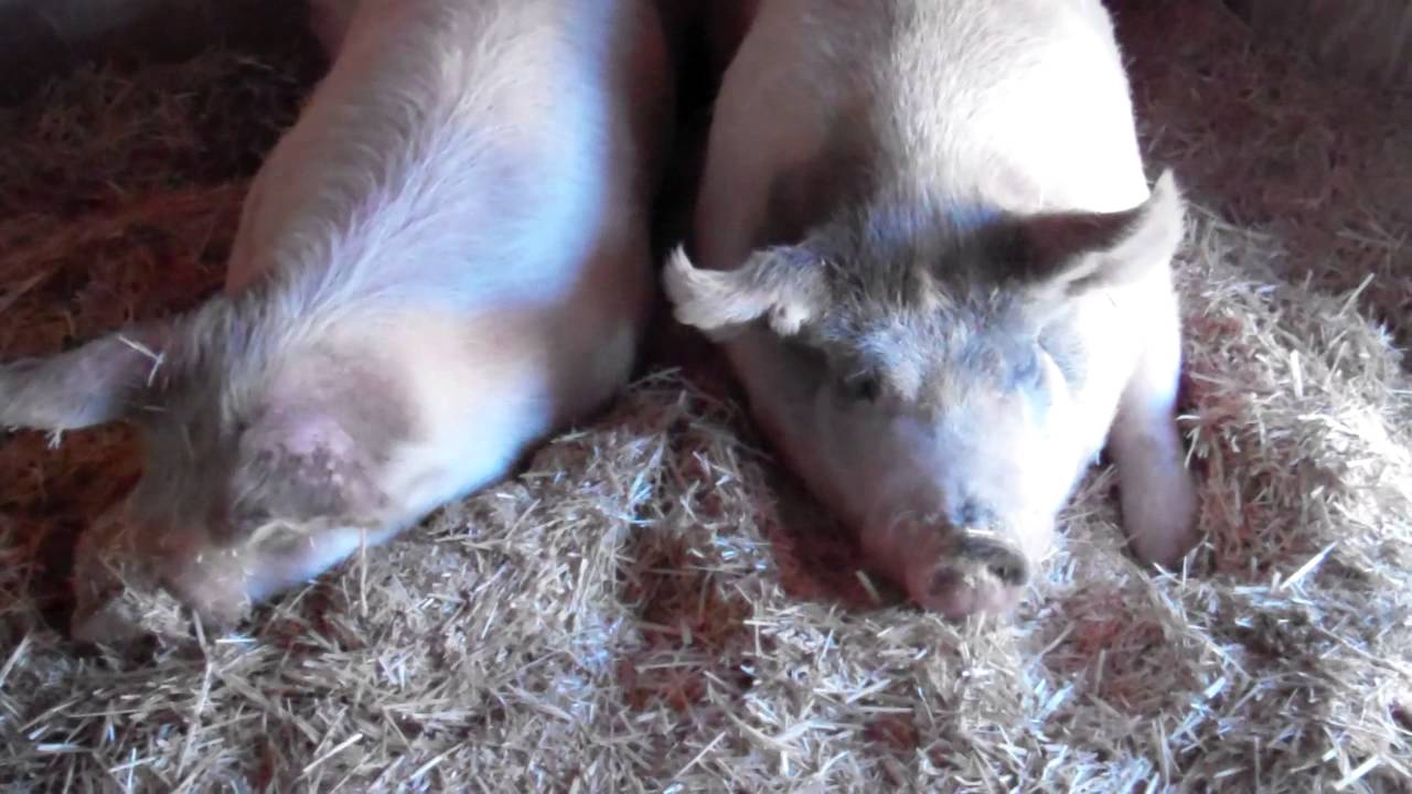 Happy Pigs at Farm Sanctuary - YouTube