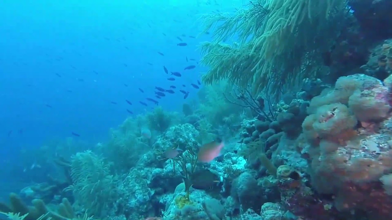 SCUBA DIVING / LOS ROQUES NATIONAL PARK / BUCEO / VENEZUELA - YouTube