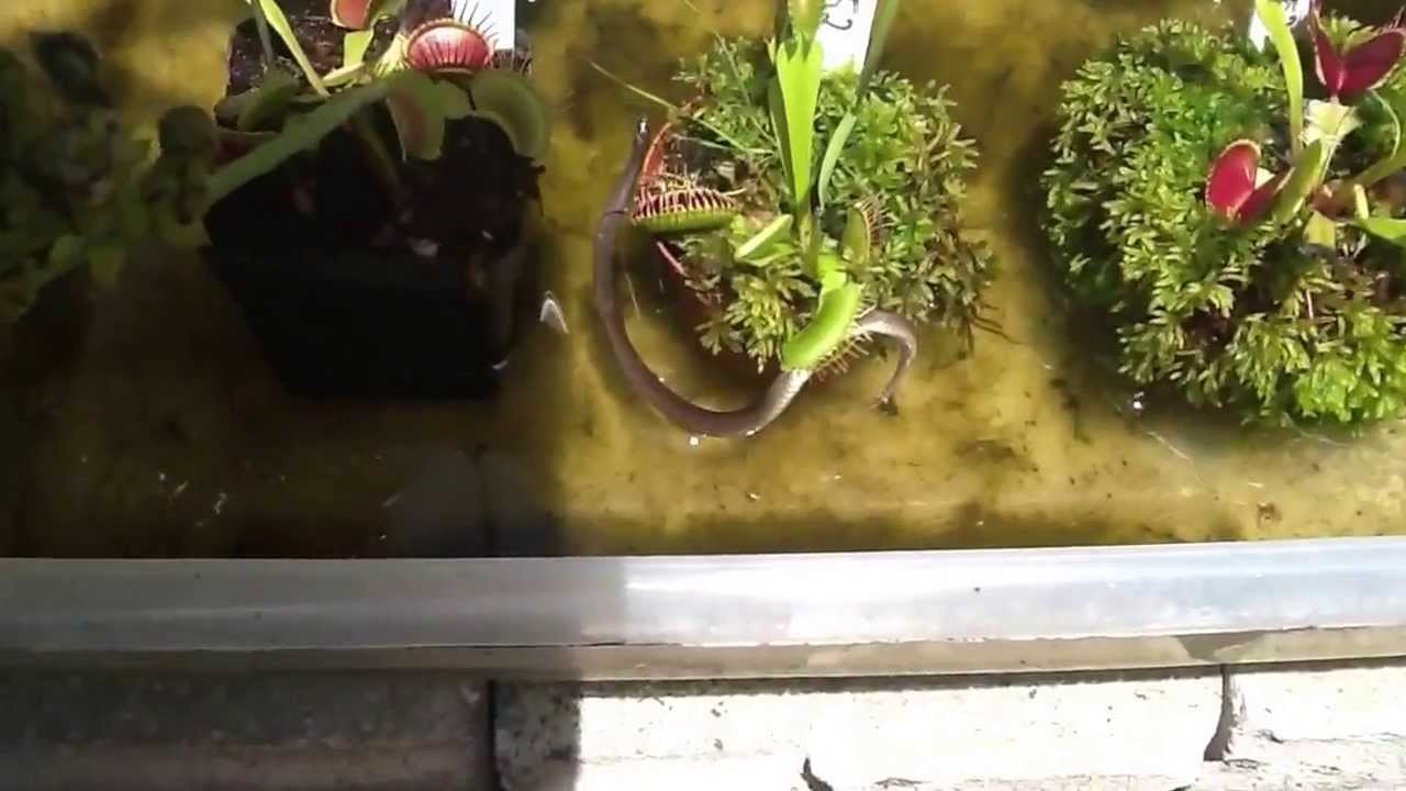 Venus Flytrap Eating A Snake