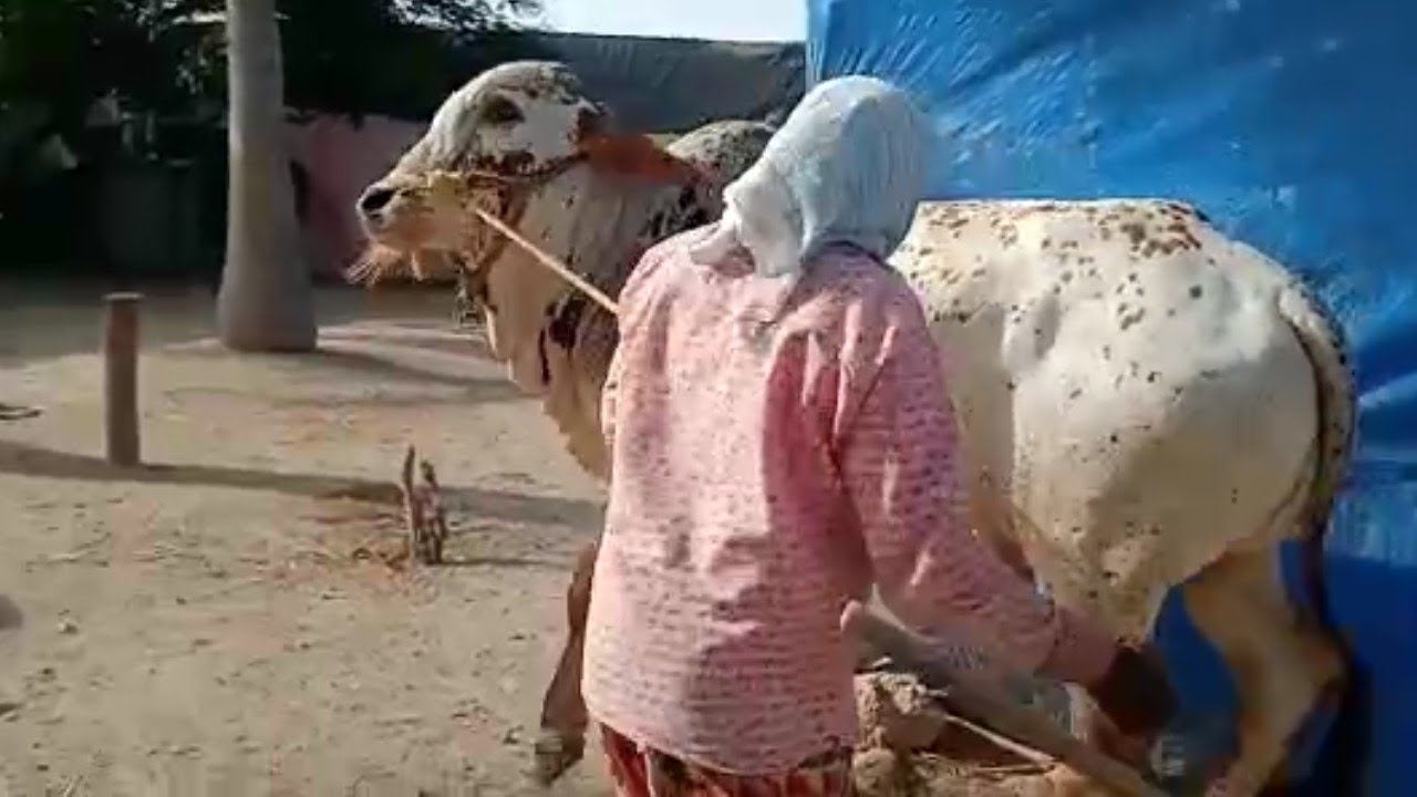 Rathi Bull for sale | Rathi Breeding Bull | Rathi కోడెదూడ అమ్మకానికి ...