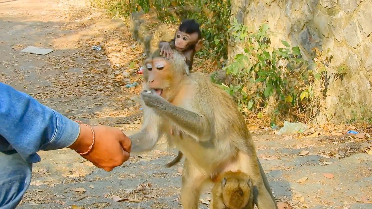 Monkey give gift something food from human during summer - YouTube