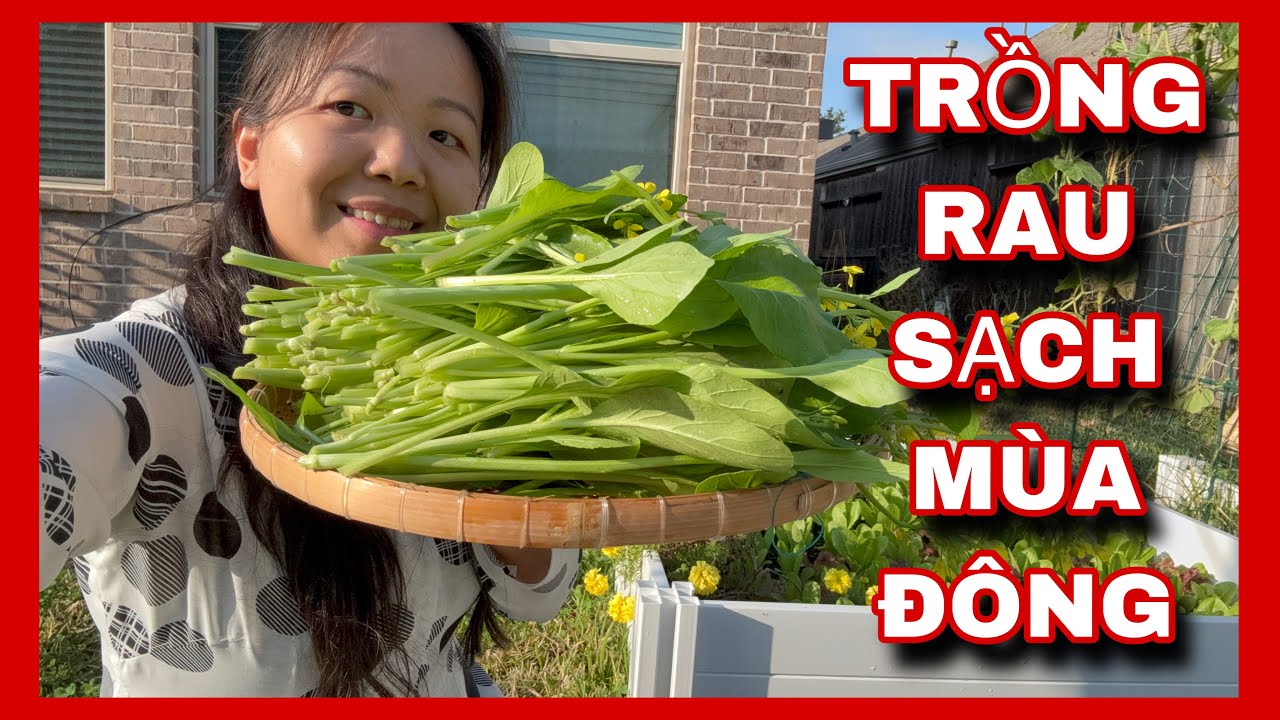 THU HOẠCH HẾT RAU SAU VƯỜN TRƯỚC KHI TRỜI LẠNH ĐÔNG ĐÁ - YouTube