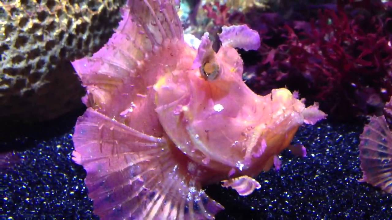 Pink lion ghost fish "Sherbert" Florida aquarium - YouTube