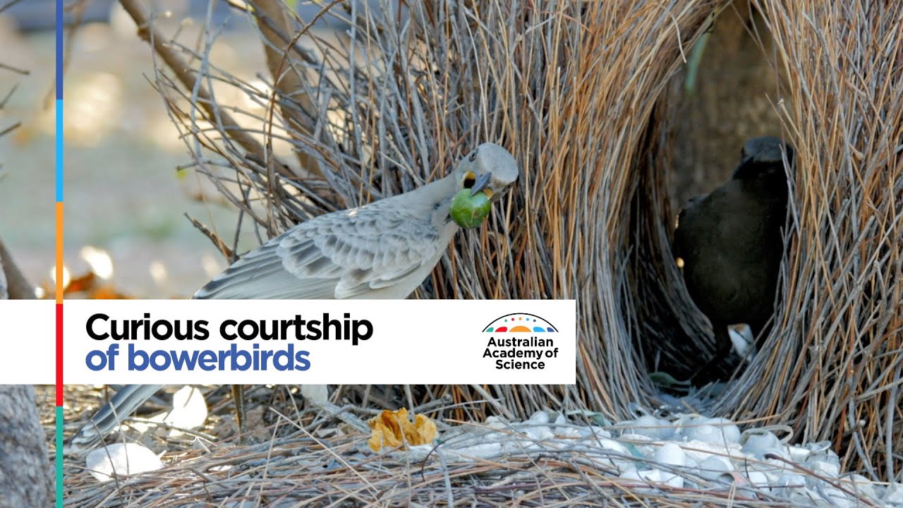 Animals that build: the curious courtship of bowerbirds | # ...