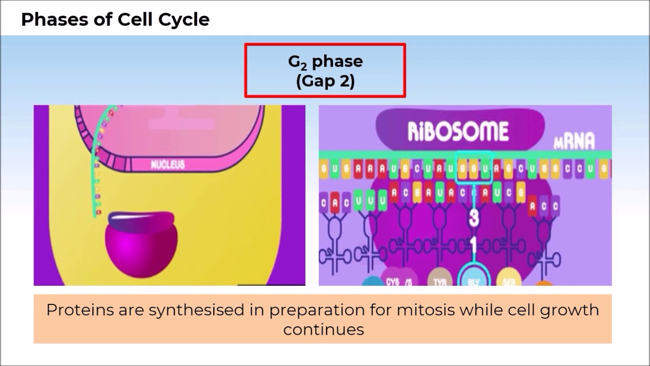 4.11B10.1 CV2 Phases of Cell Cycle - YouTube