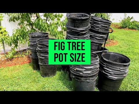 When Will My Gallon Size Fig Tree Produce Fruit