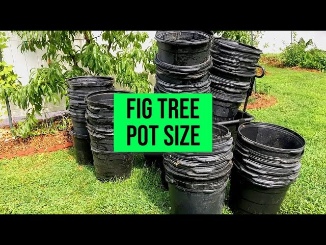 Plant Nursery Pot Sizes