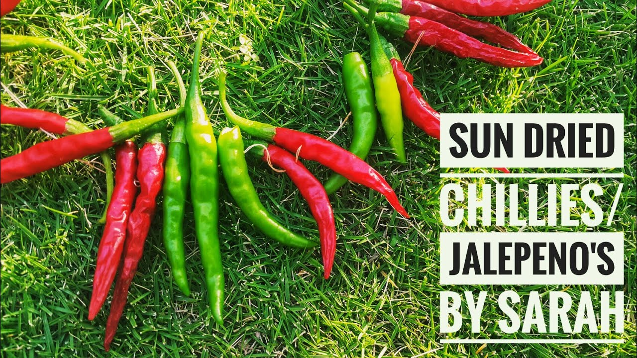 How to Dry Chillies| Life of a Chilli|Sun Dried Chillies| Sun dried ...