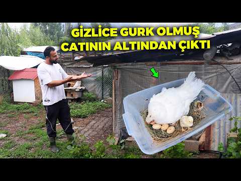 20 Gündür Kayıp Olan Gurk Tavuk Civcivleriyle Döndü - Kazlar Kocaman Sıçan Yakalamış -Çiftlik İşleri