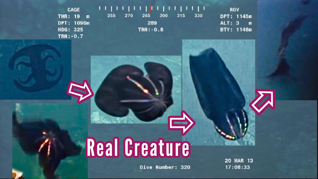 Alien Shapeshifting Jellyfish - YouTube