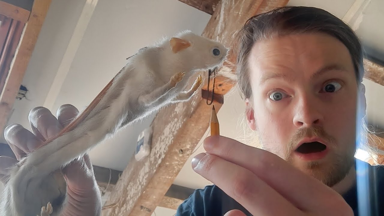 How Quick Can I Shave An Entire Pencil In A Rat's Ars*h*le? - YouTube