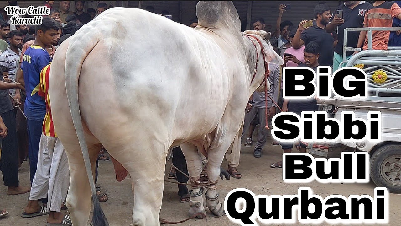 HEAVY WEIGHT COW QURBANI | BIGGEST BULL QURBANI 2023 | BAKRA EID SEASON ...
