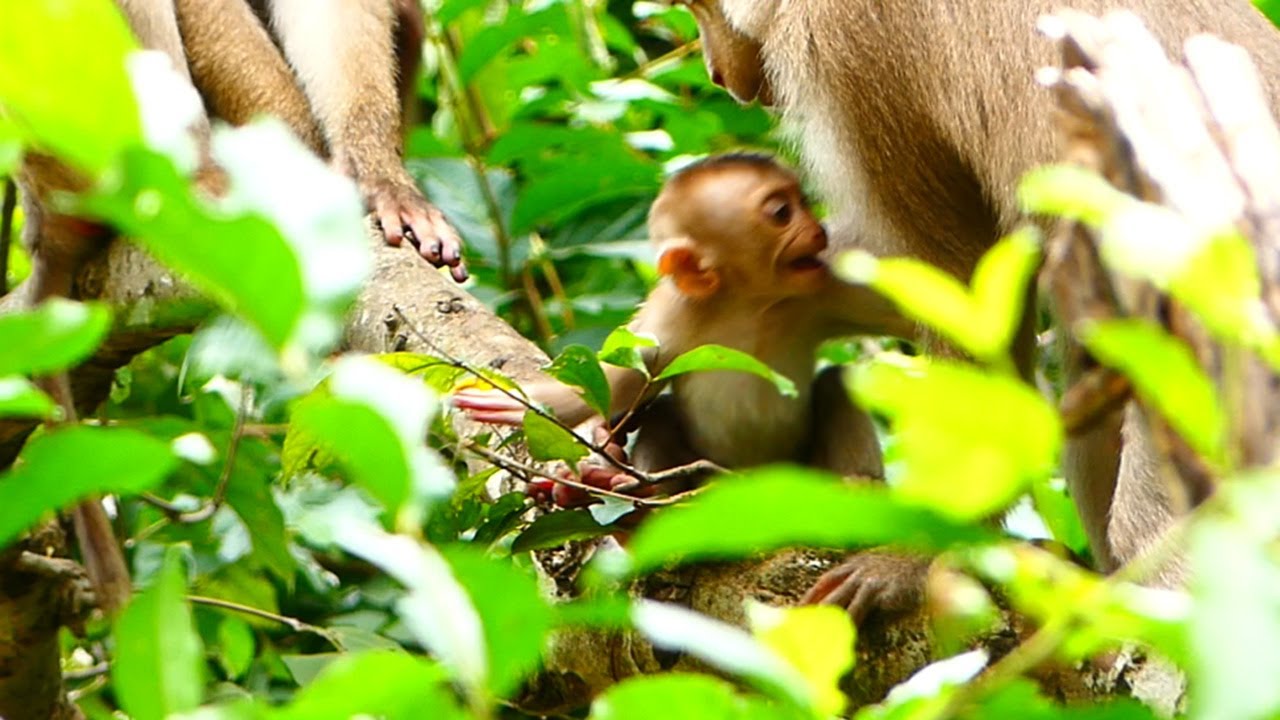 Baby Monaco is kidnaped young monkey, Monaco gets really scared, and ...