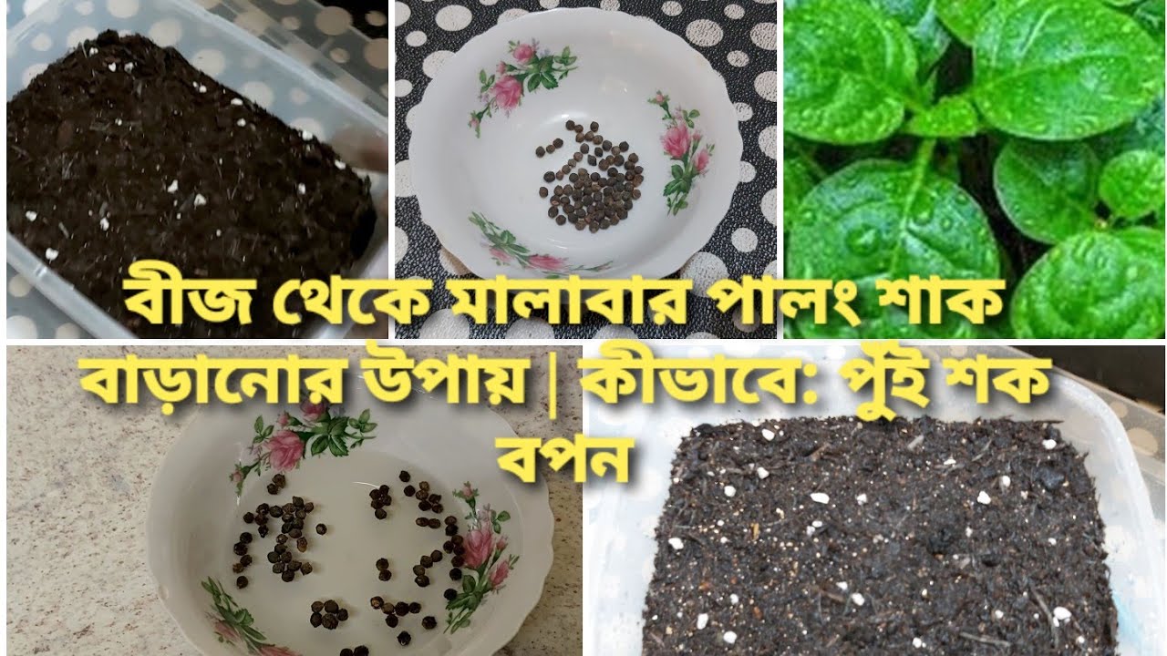 How to grow malabar spinach from seeds | How to: pui shak sowing | UK ...