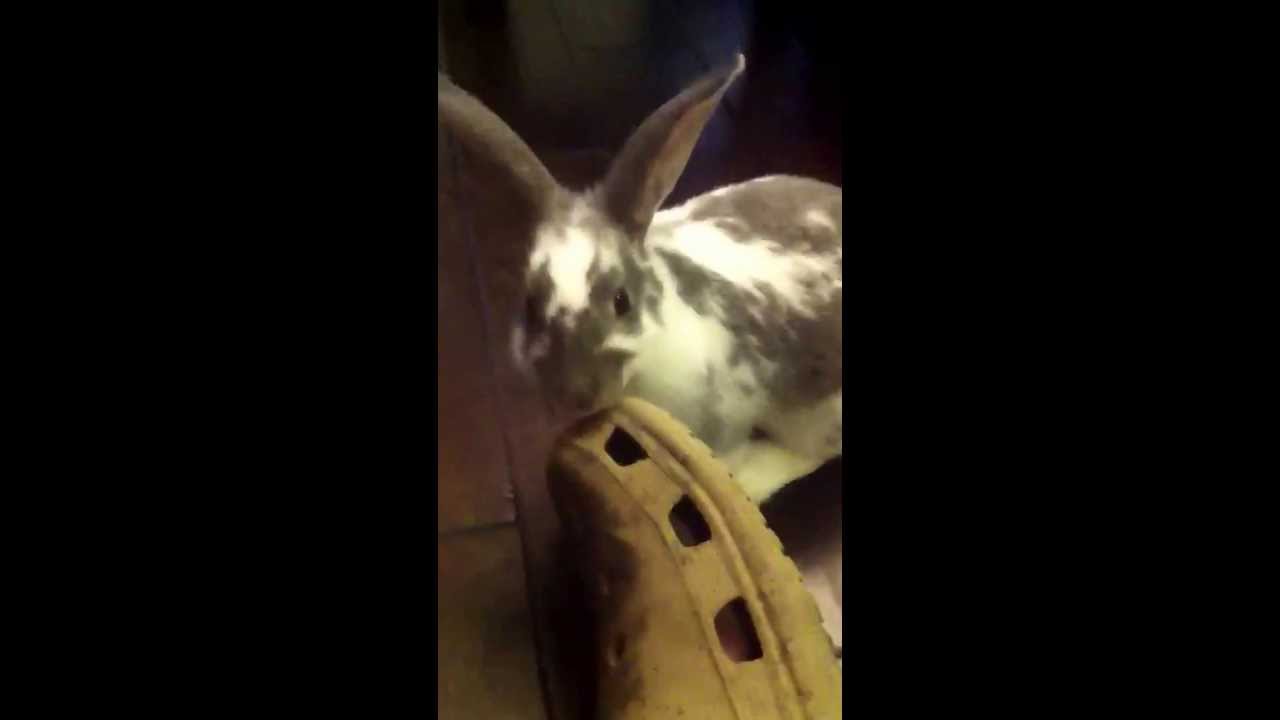 My Boston terrier, chihuahua mix (bochi MIX) playing with our pet ...