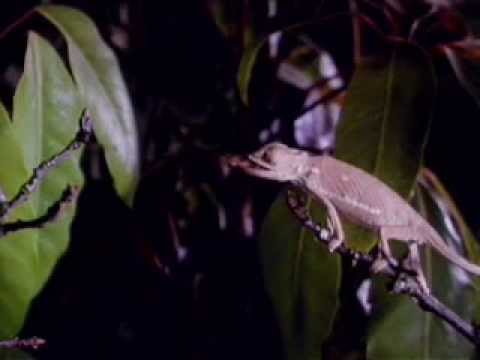 Lizards want to kiss you - YouTube