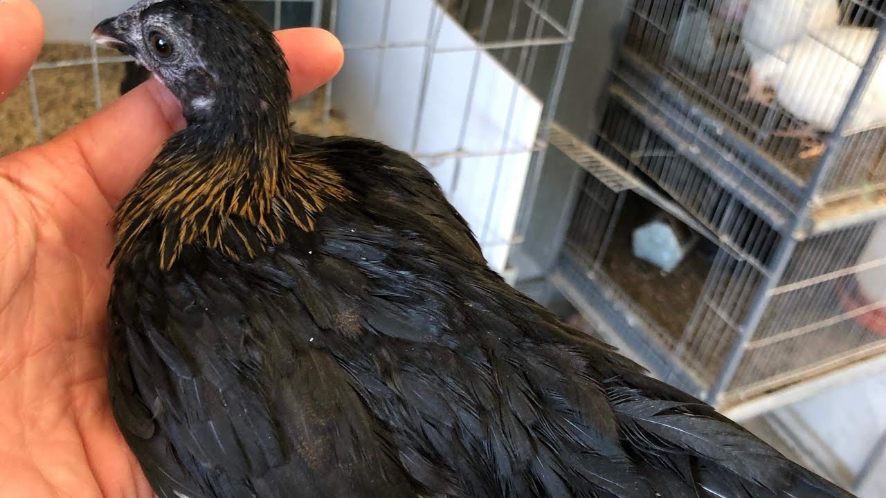 Gallitos Aztecas Recorrido por los lotes La Cuadra de Iturbide criadero ...