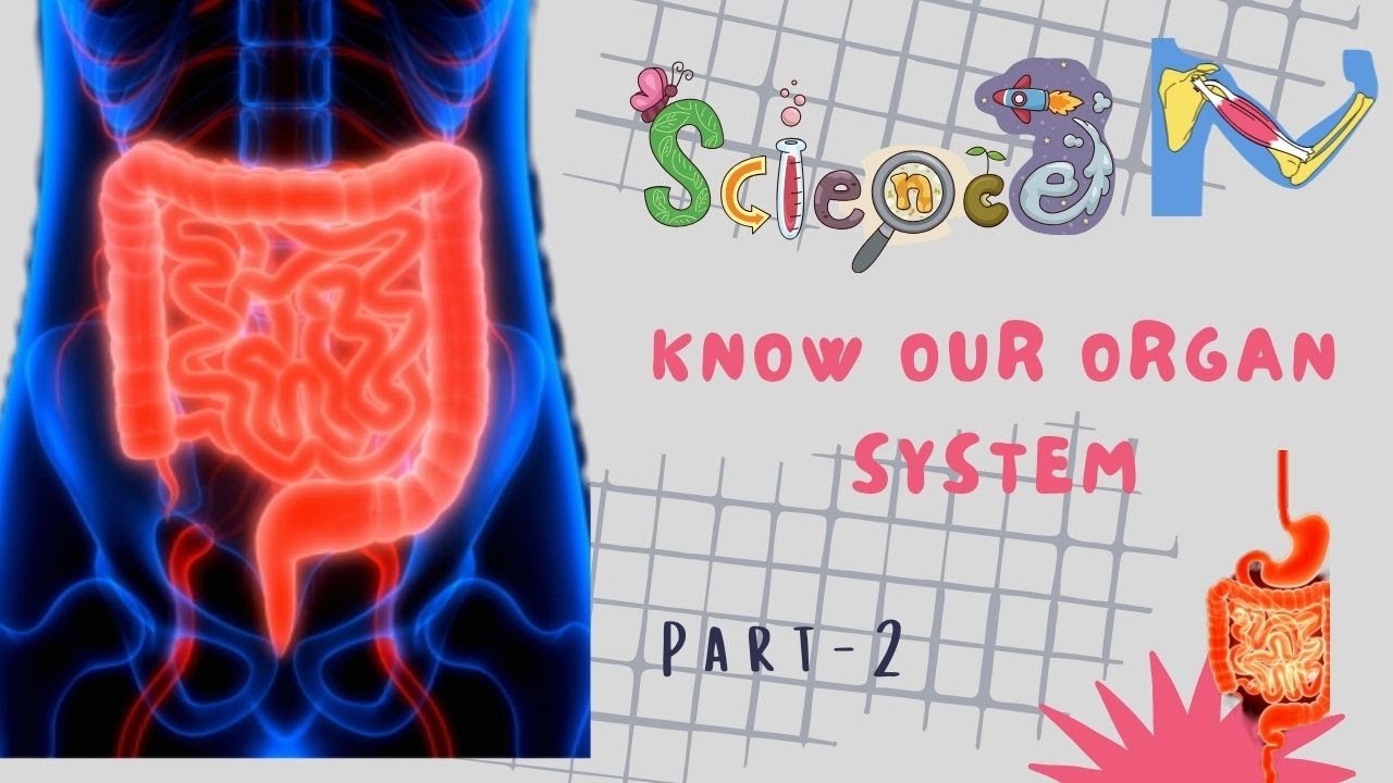 🧠 The Incredible Journey of Food Through Your Digestive System 🍴 ...