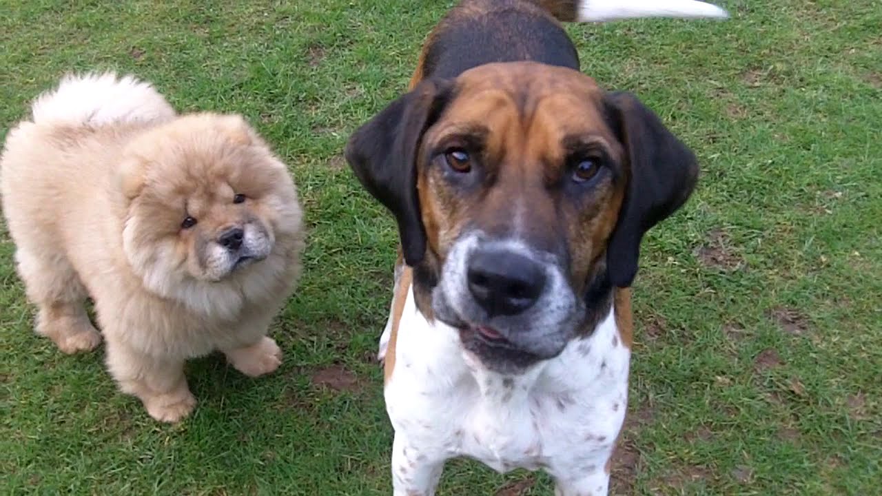 Chow Chow puppy Simba & Foxhound Murphy. - YouTube