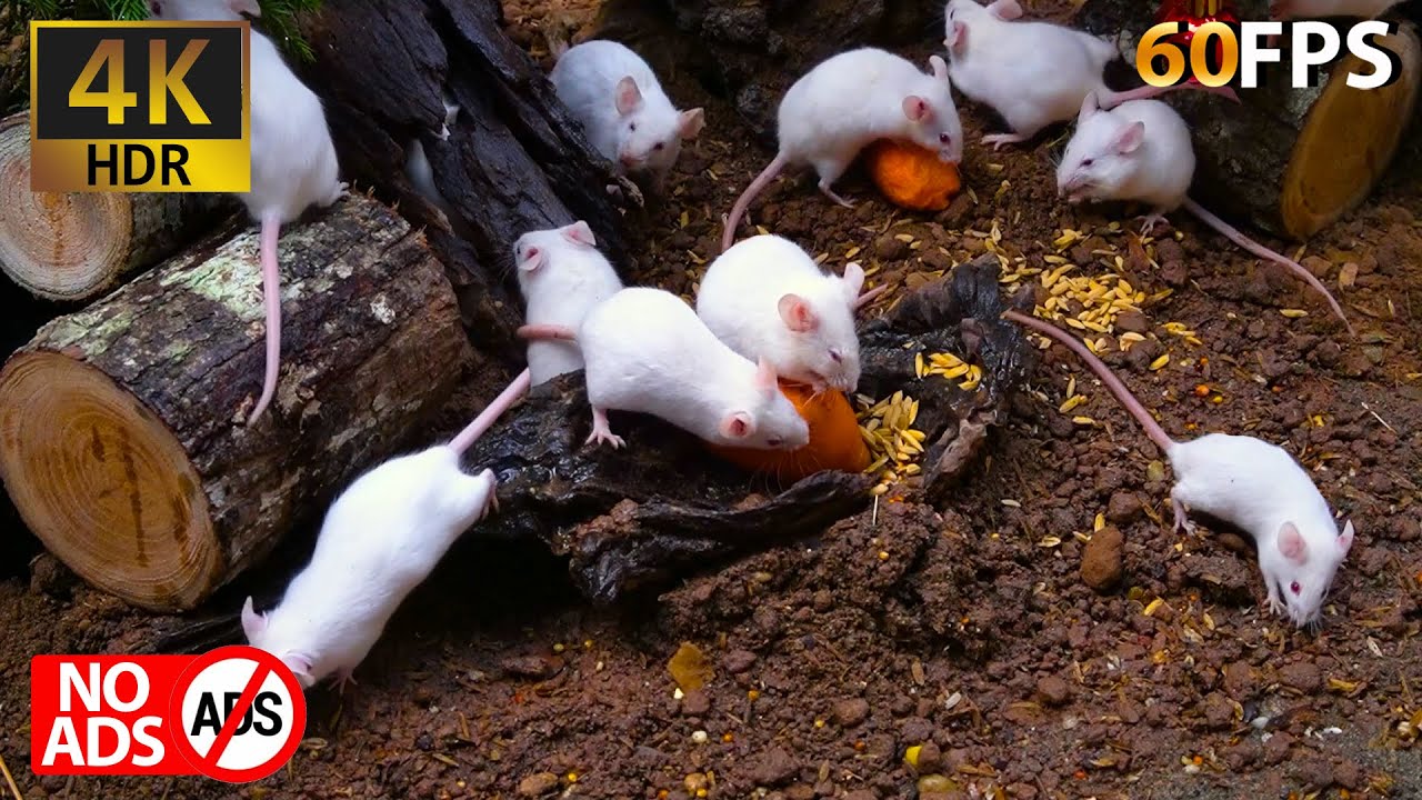 Cat TV Mice: Calm Moments Watching Mice Roam Freely - YouTube