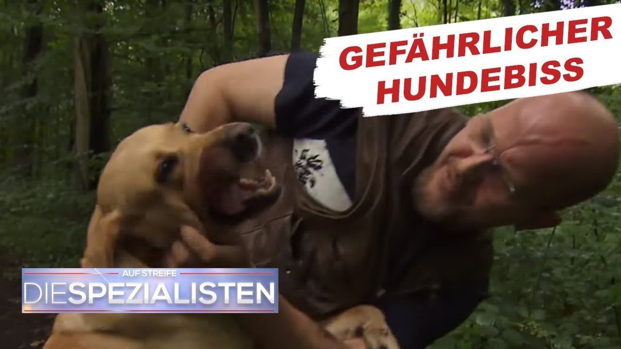 Hundebiss: Überträgt das Tier Tollwut? | Auf Streife - Die Spezialisten ...