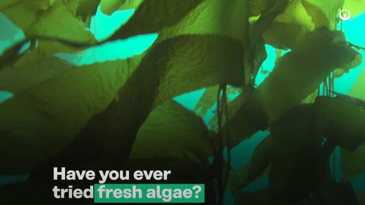 Have you ever eaten fresh algae? Discover the benefits | Veolia - YouTube