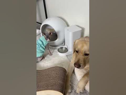 Автокормушка отомстила Мэни 😂 - YouTube