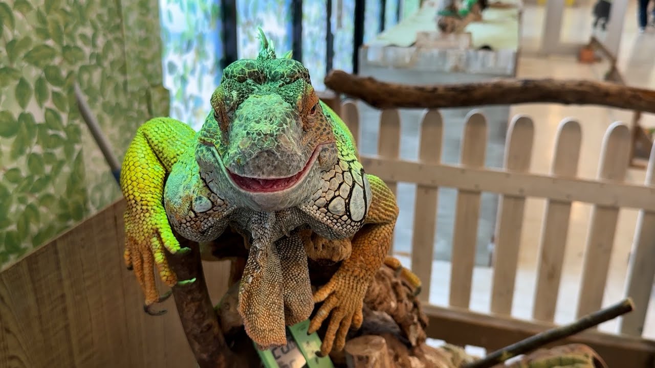 We interacted with various animals at the indoor zoo! The sloths were ...