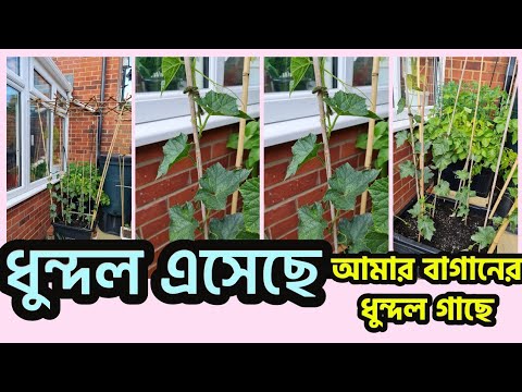 আমার বাগানের ধুন্দল গাছে ধুন্দল এসেছে How to grow Bangladeshi sponge ...